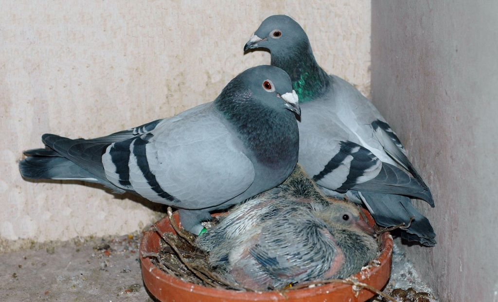 Kippen, duiven en andere vogels - Dierenartsencombinatie Gorredijk