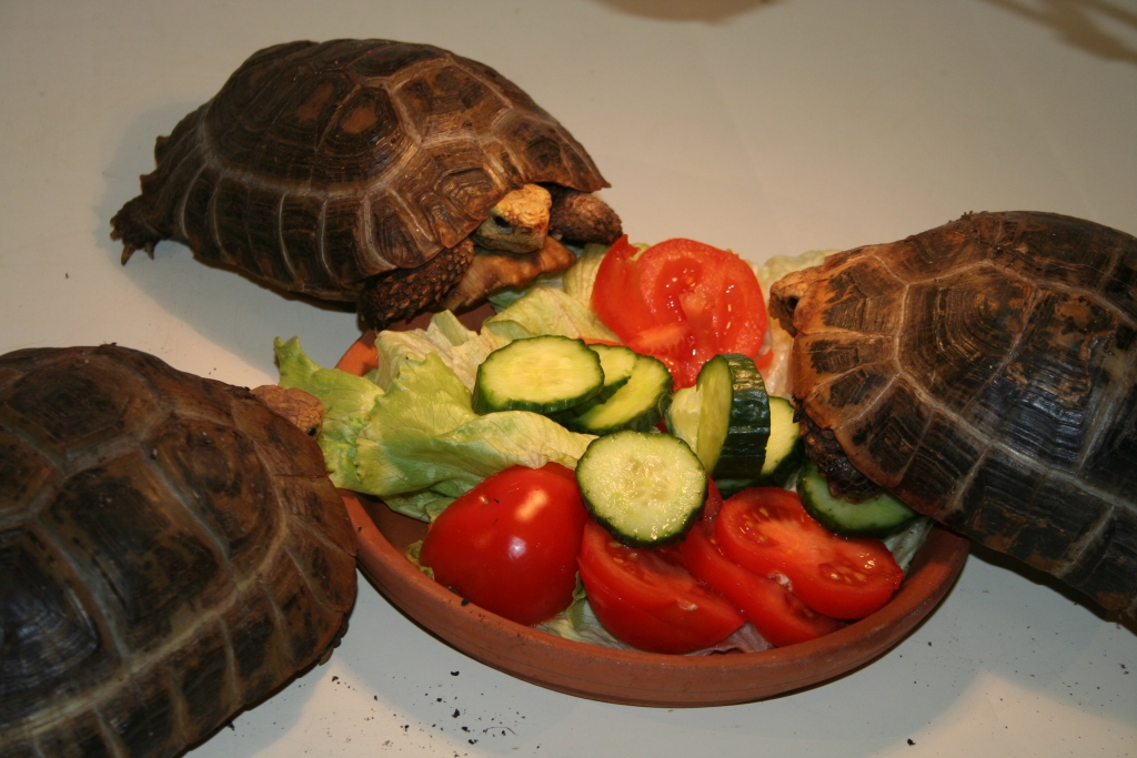 Reptielen - Dierenartsencombinatie Gorredijk